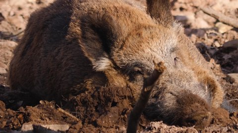 Close Large Male Wild Boar Pig Stock Footage Video (100% Royalty-free ...