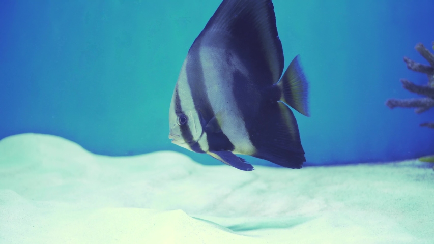 blue speckled fishes aquarium closeup blue-face Stock Footage Video ...