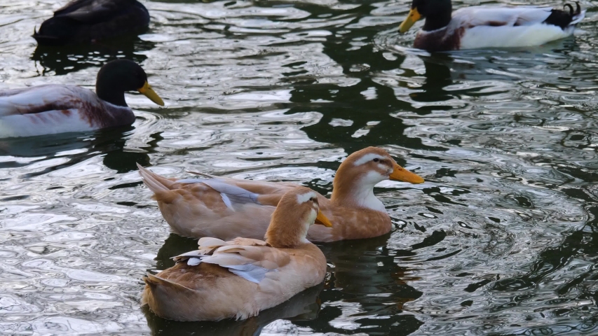 Close Up Of a Duck in Water image - Free stock photo - Public Domain ...