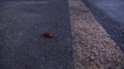 Closeup Cockroach Walking Across Road Stock Footage Video (100% Royalty ...