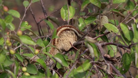 Landscape Squirrel Eating Mango Fruit Branch Stock Footage Video (100% ...