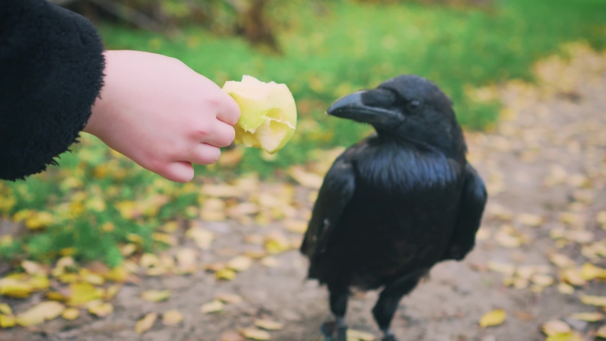 Crow on the Ground in the Grass image - Free stock photo - Public ...