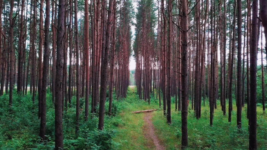 Forest Corridor with Trees image - Free stock photo - Public Domain ...