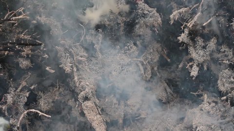 Close View Burned Pine Tree Ashes Stock Footage Video (100% Royalty ...