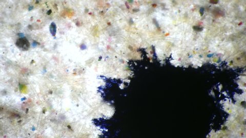 Under Microscope Ink Soaks Inot Coloured Stock Footage Video (100% ...