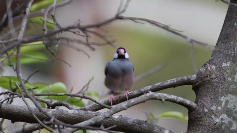 Java Sparrow Padda Oryzivora Sitting On Stock Footage Video (100% ...