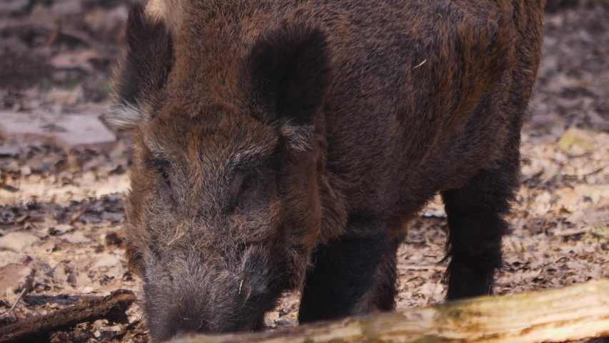 close large wild boar pig digging Stock Footage Video (100% Royalty ...