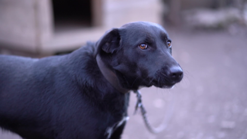 big black guard dog chained backyard Stock Footage Video (100% Royalty ...