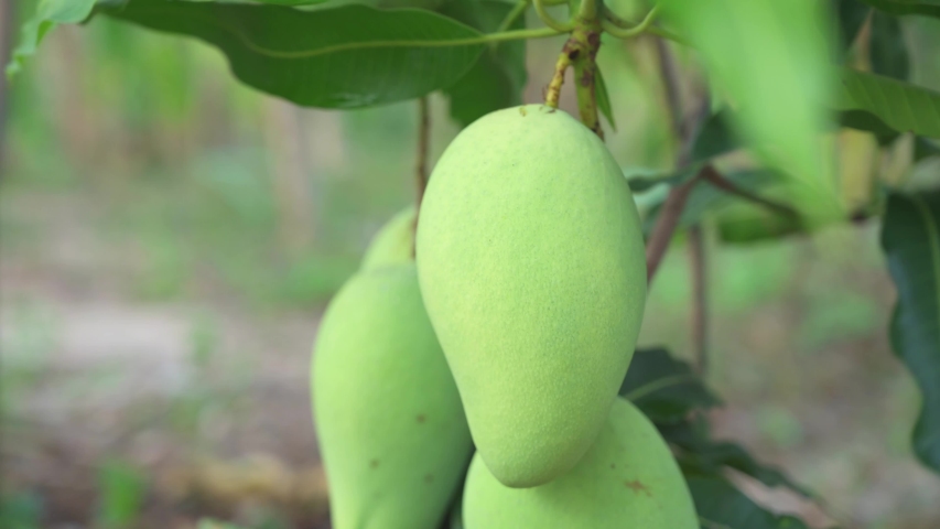 close-up 4k mango tree fruits bunch Stock Footage Video (100% Royalty ...