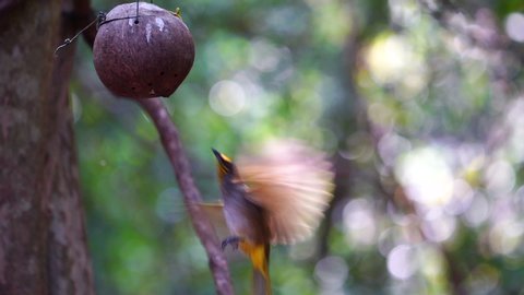 Bird eating caterpillar Stock Video Footage - 4K and HD Video Clips ...