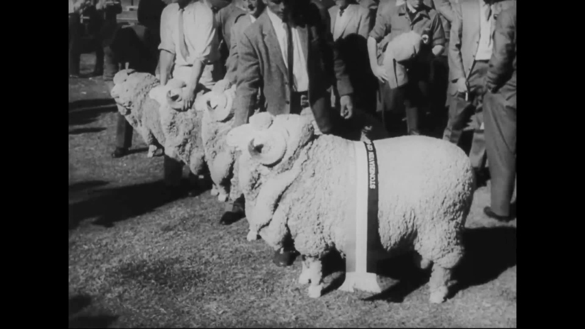 Sheep show Stock Video Footage - 4K and HD Video Clips | Shutterstock