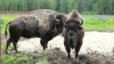 Family Rare European Bison Walking Redlisted Stock Footage Video (100% ...