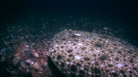 Commercial Fish Turbot Scophthalmus Maximus Slowly Stock Footage Video ...