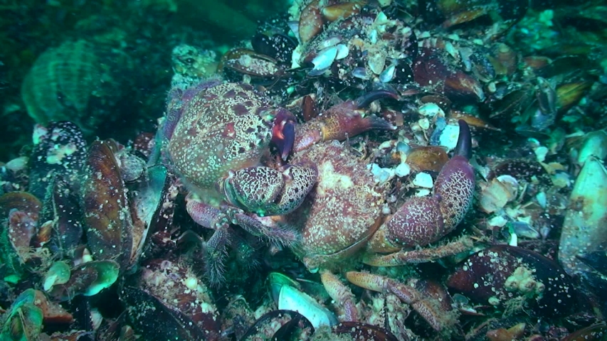 Warty Crab or Yellow Shore Stock Footage Video (100% Royalty-free ...