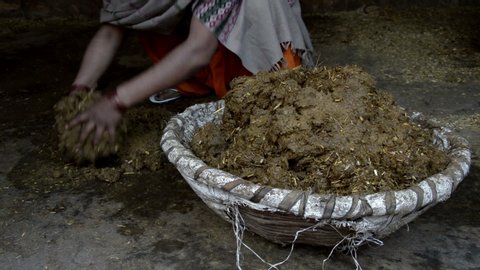 Women Collecting Cow Dung Basket Dairy Stock Footage Video (100% ...