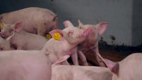 Chipped Pigs Playing Pig Farm Yard Stock Footage Video (100% Royalty ...