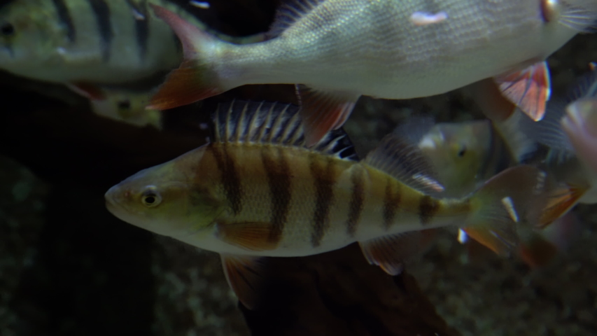 European Perch - Perca fluviatilis image - Free stock photo - Public ...