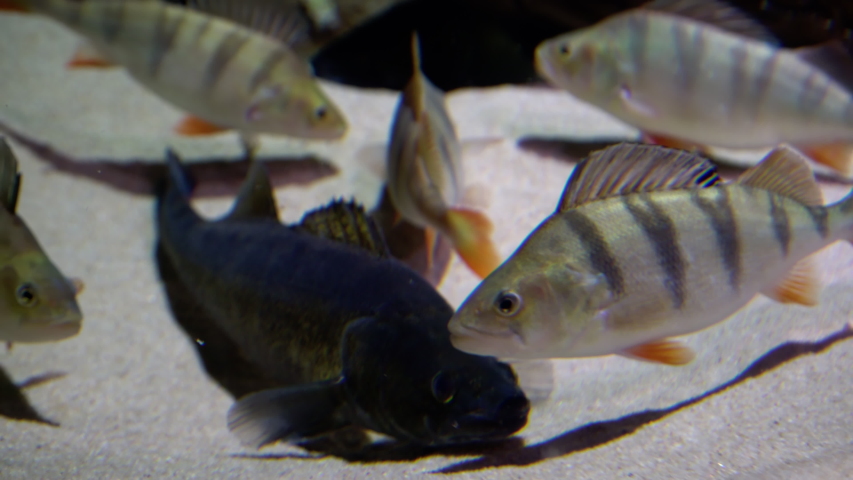 European Perch - Perca fluviatilis image - Free stock photo - Public ...