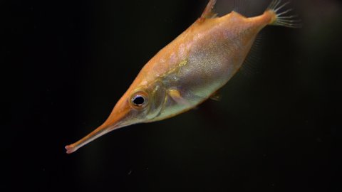 9 Snipe Fish Stock Video Footage - 4K and HD Video Clips | Shutterstock