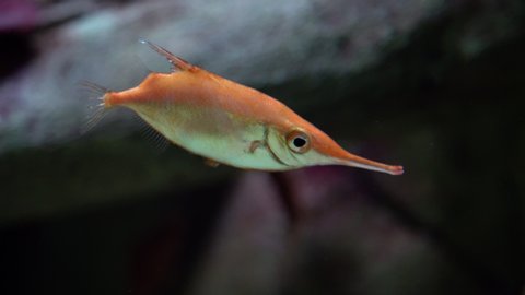 9 Snipe Fish Stock Video Footage - 4K and HD Video Clips | Shutterstock