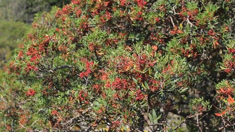 Pistacia Lentiscus Lentisk Mastic Brijuni National Stock Footage Video ...