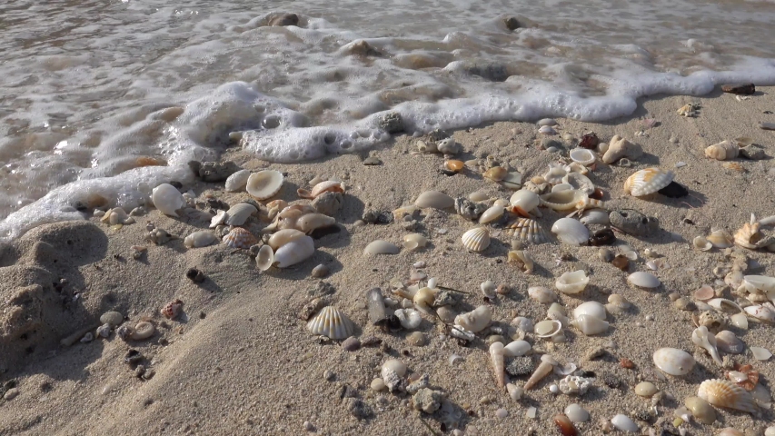 Cinematic Shot of Seashells at Stock Footage Video (100% Royalty-free ...