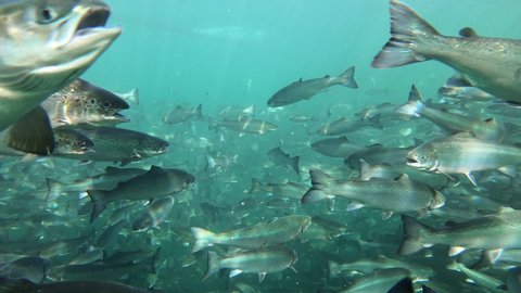 Salmon Fish Swimming Inside Fish Farm Stock Footage Video (100% Royalty ...