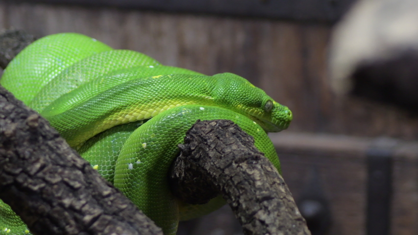 Green Tree Python - Morelia viridis image - Free stock photo - Public ...