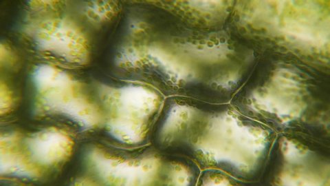 Chloroplast under microscope Stock Video Footage - 4K and HD Video ...