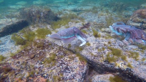 Giant Cuttlefish Fighting Mating Rights Stock Footage Video (100% ...