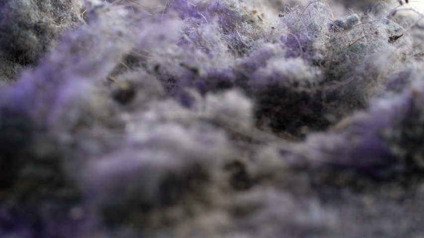 macro dust shots hair pollution that Stock Footage Video (100% Royalty ...