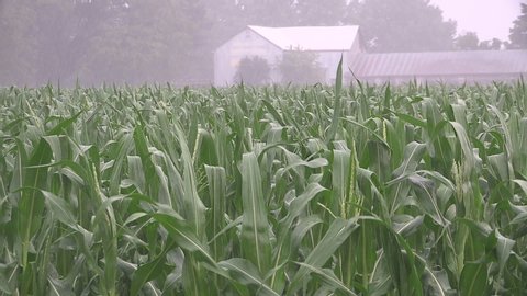 Rain Falling On Corn Crop Farm Stock Footage Video (100% Royalty-free ...
