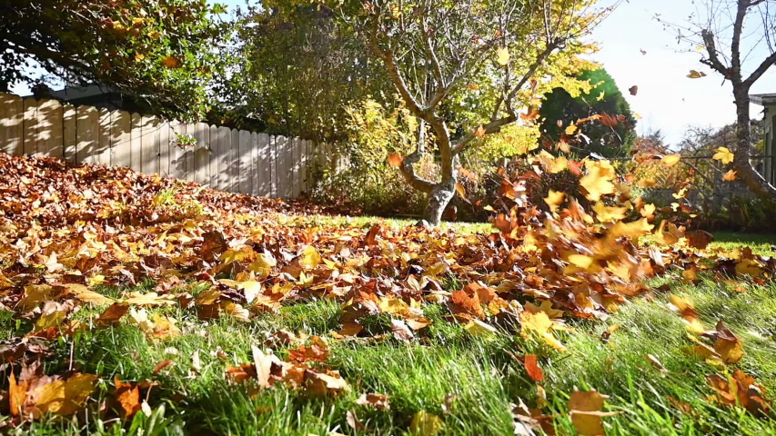 37 Rowan border Stock Video Footage - 4K and HD Video Clips | Shutterstock