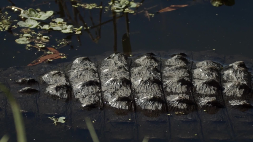 Alligator Sunbathing at Everglades National Park, Florida image - Free ...