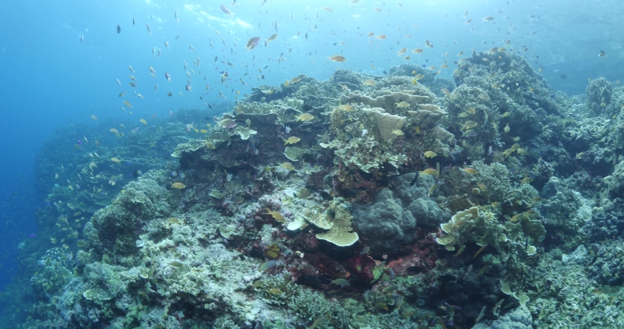 Sand Colored Fish in the tank image - Free stock photo - Public Domain ...