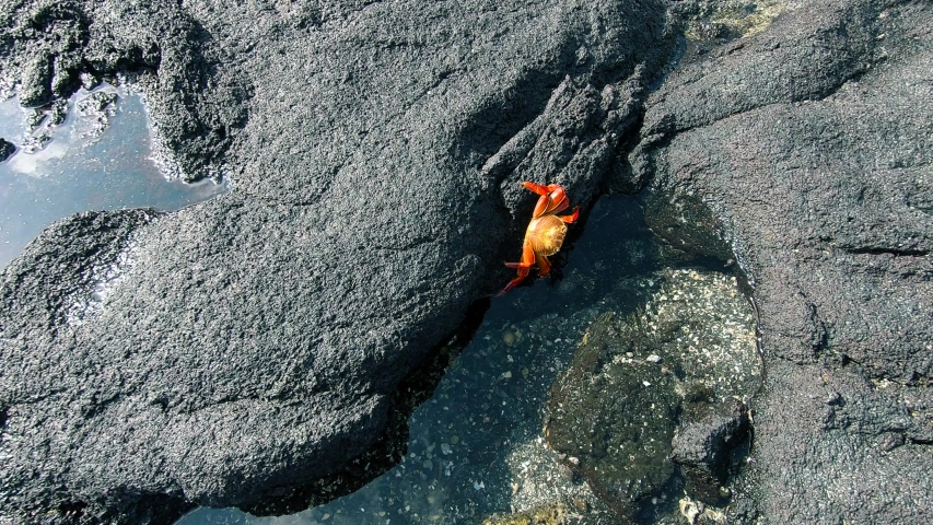 Sally fish Stock Video Footage - 4K and HD Video Clips | Shutterstock