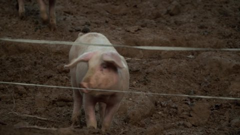 Front View Pigs On Farm Agricultural Stock Footage Video (100% Royalty ...