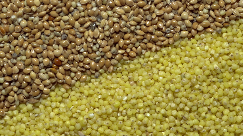 Proso Millet Stock Video Footage - 4K and HD Video Clips | Shutterstock