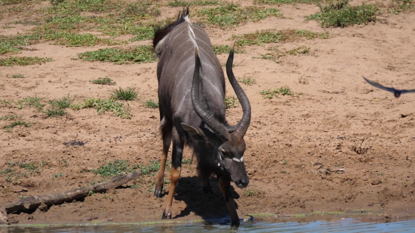 Lesser Kudu image - Free stock photo - Public Domain photo - CC0 Images