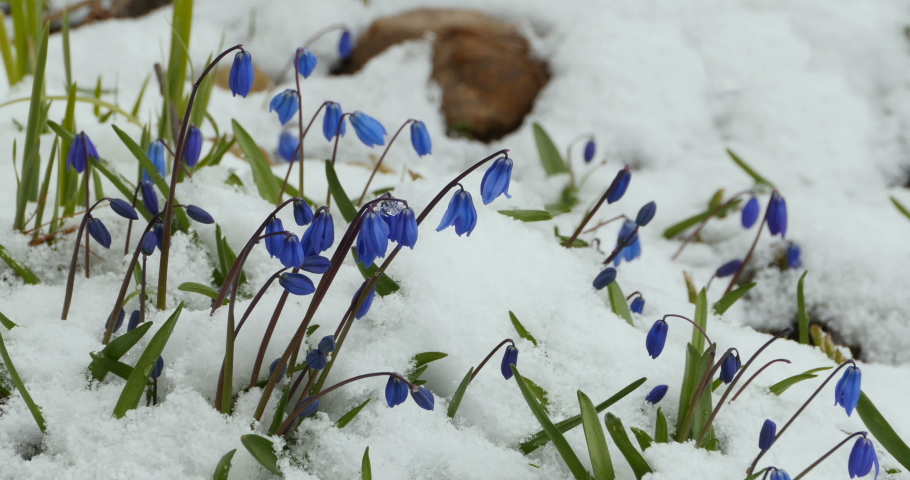 Frozen flower petals in snow image - Free stock photo - Public Domain ...