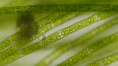 Chloroplast under microscope Stock Video Footage - 4K and HD Video ...