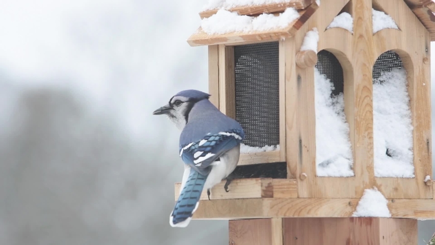 blue jay eating seeds on bird Stock Footage Video (100% Royalty-free ...