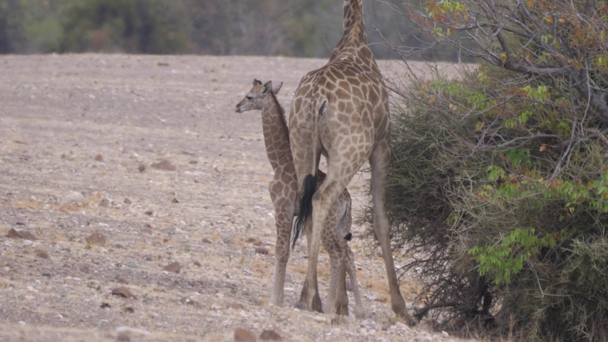 Baby Giraffe Hugging His Mom Stock Footage Video (100% Royalty-free ...