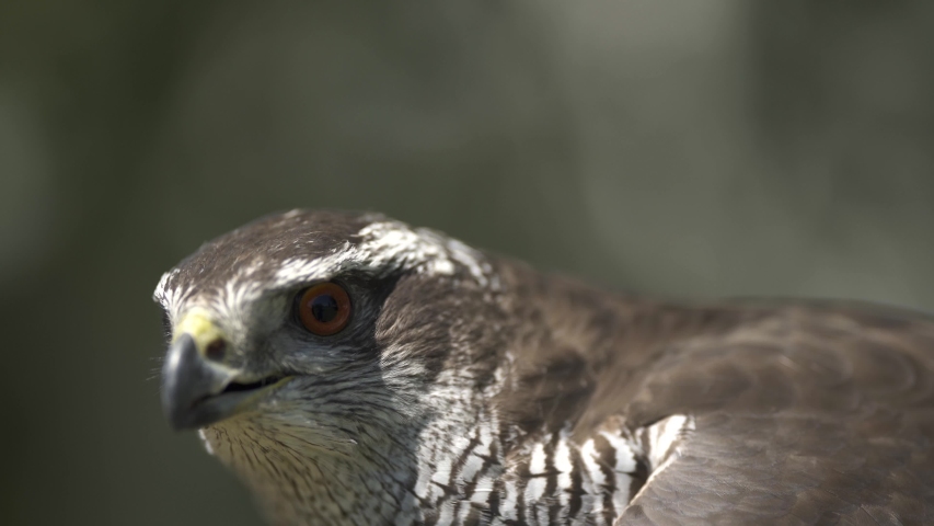 hawk close outdoor stock footage Stock Footage Video (100% Royalty-free ...