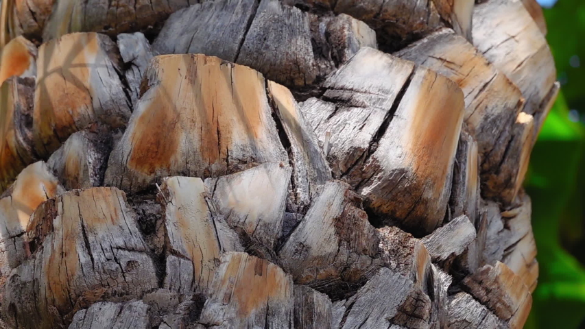 Date Palm Tree Bark On Stock Footage Video (100% Royalty-free ...