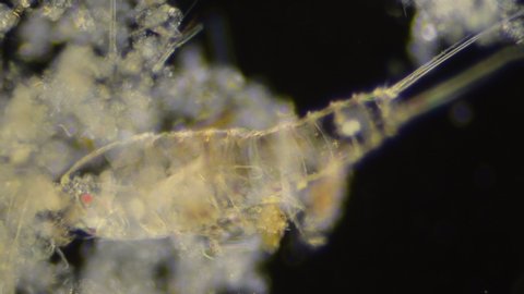 Copepod Cyclops Sp Under Microscope Stock Footage Video (100% Royalty ...