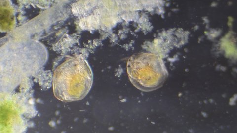 Water Flea Cladocera Under Microscope Dark Stock Footage Video (100% ...