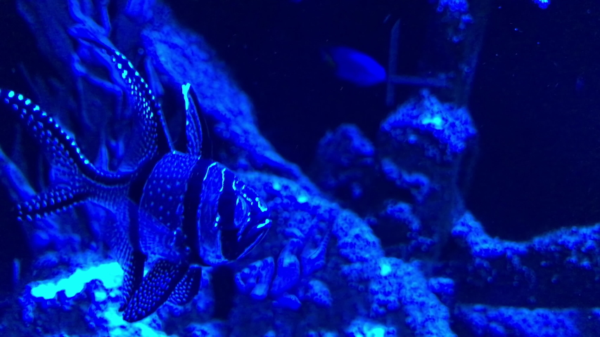 watching magical beautiful fish neon lighting Stock Footage Video (100% ...