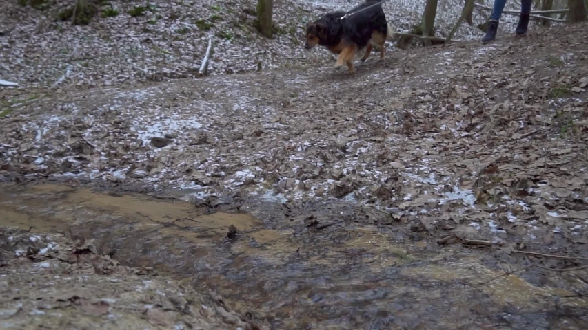 Dog walking by the stream image - Free stock photo - Public Domain ...