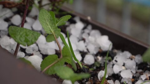 Mint Plant Close Hail Storm Winter Stock Footage Video (100% Royalty ...